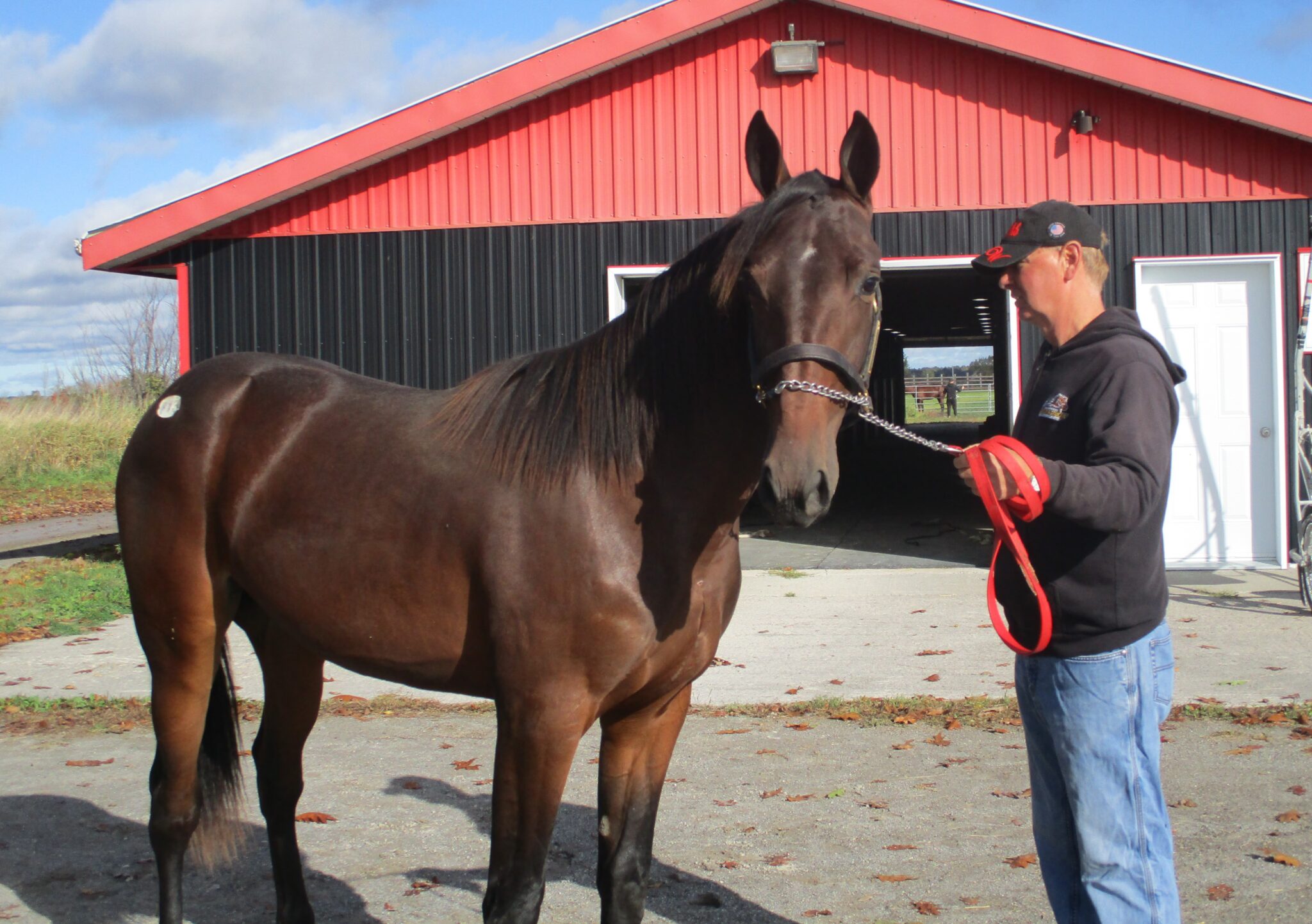 Horses – LandMark Racing Stables