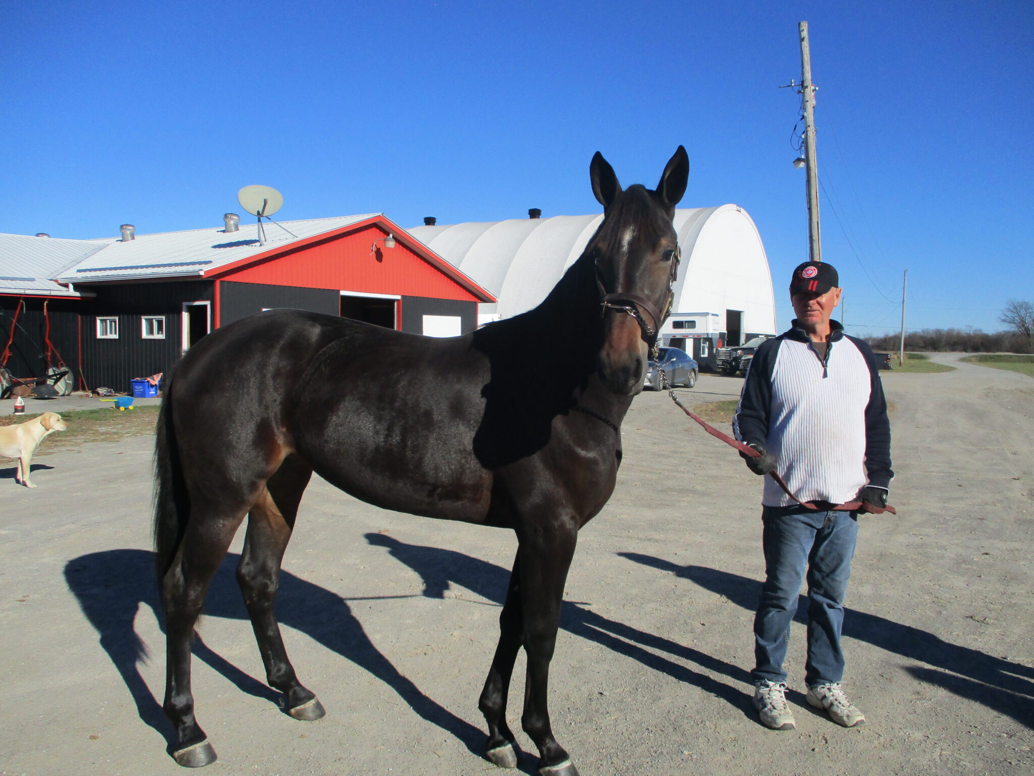 Horses – LandMark Racing Stables